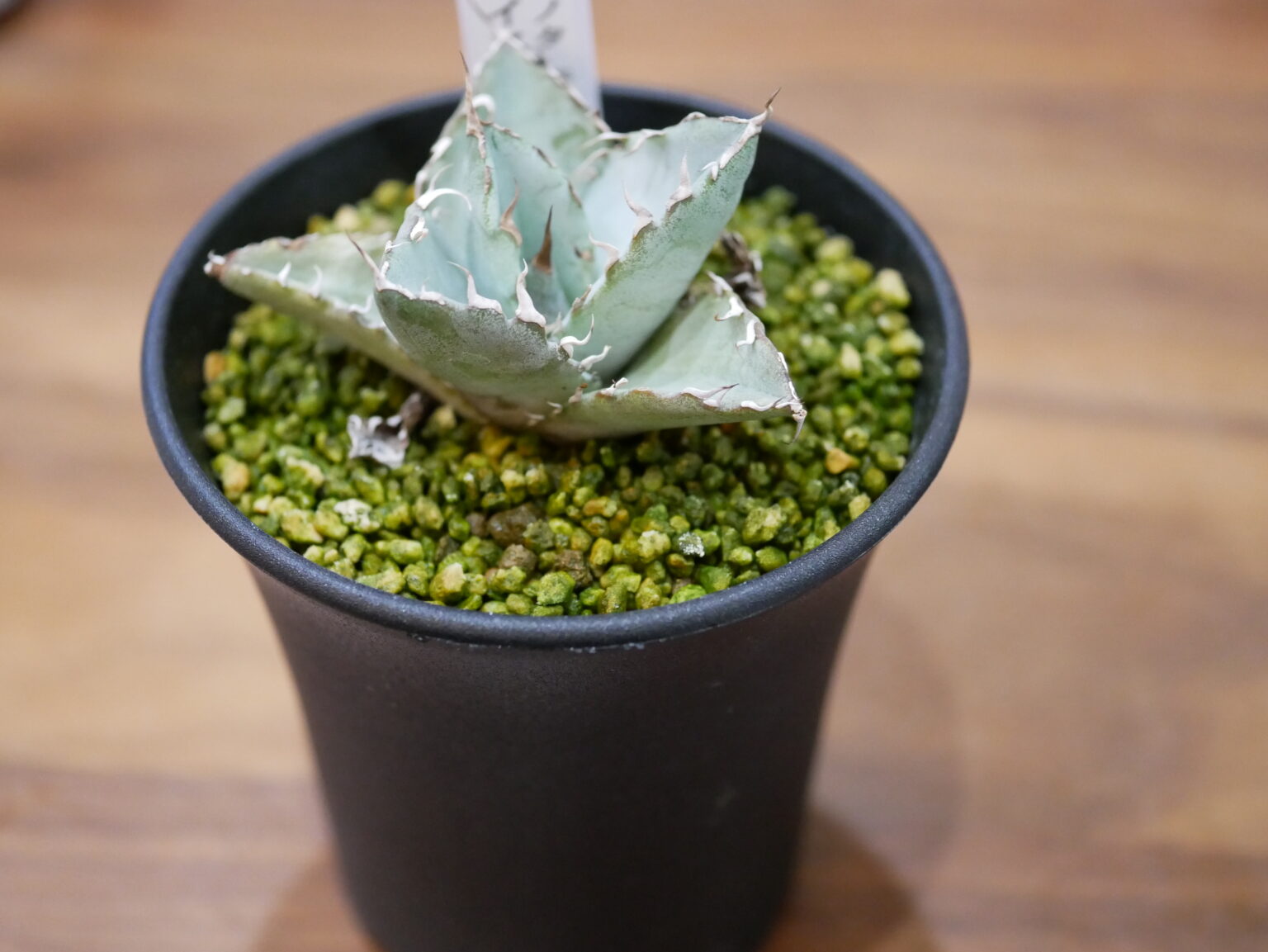 Agave titanota white ice ホワイトアイス - draftone blog | 多肉植物・サボテン情報ブログ